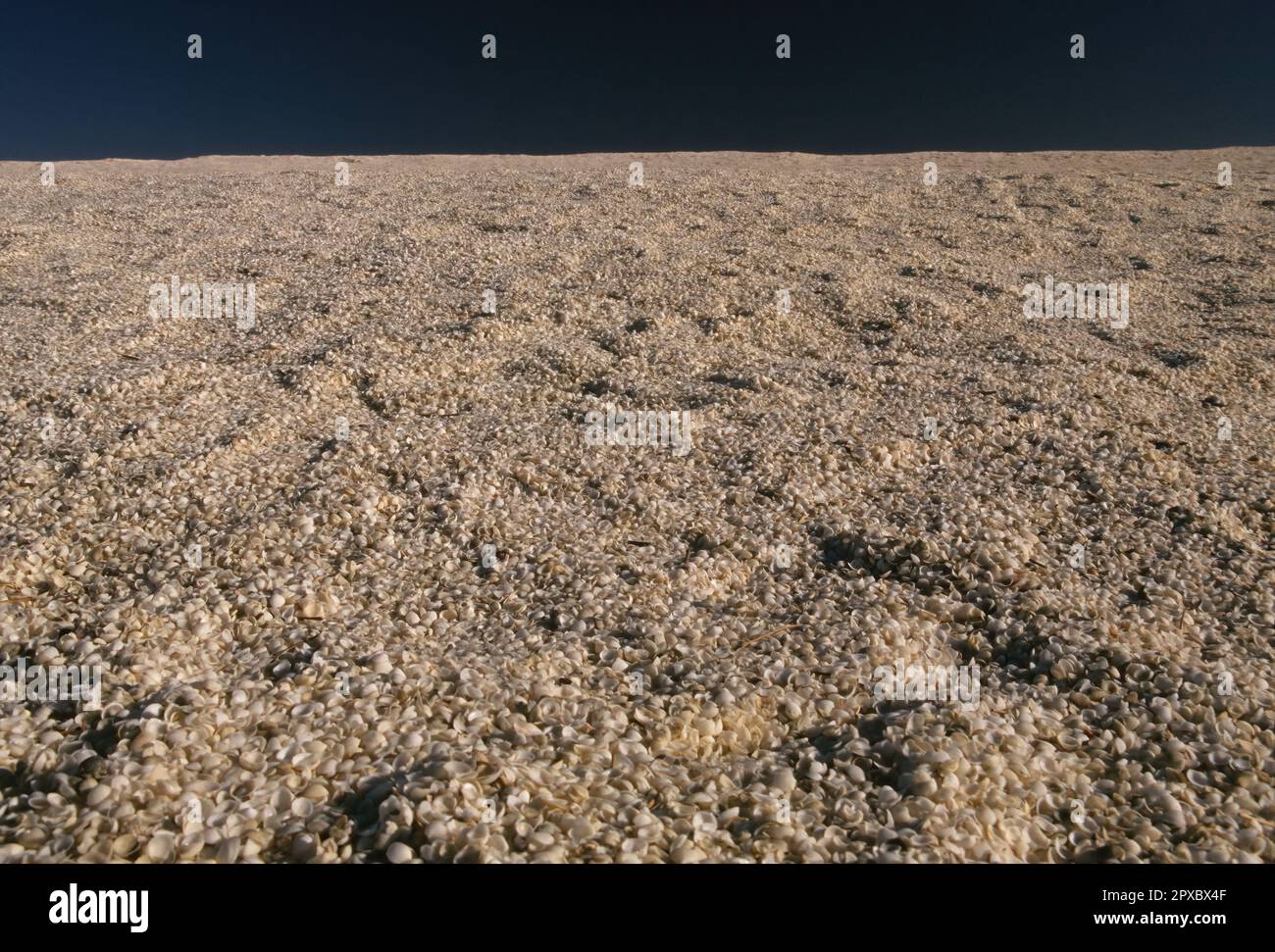 Shell Beach is a beach in the Shark Bay region of Western Australia ...