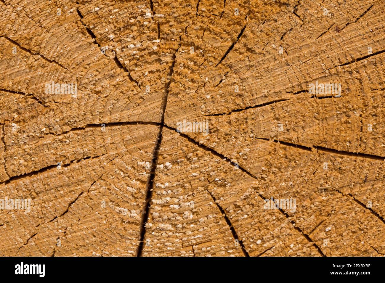 Logging in forest hi-res stock photography and images - Alamy