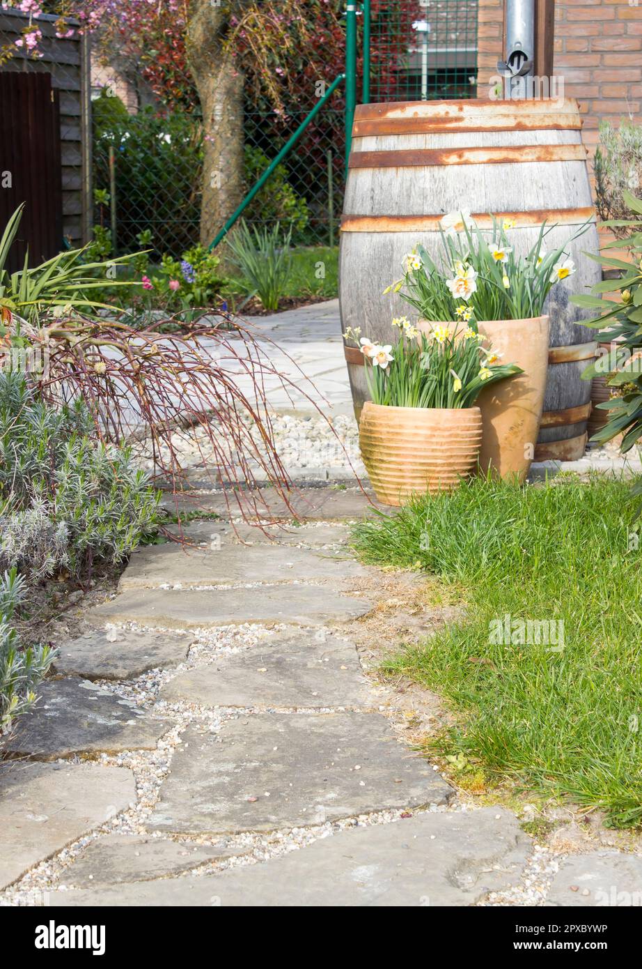 rustic garden - blooming spring flowers Stock Photo - Alamy