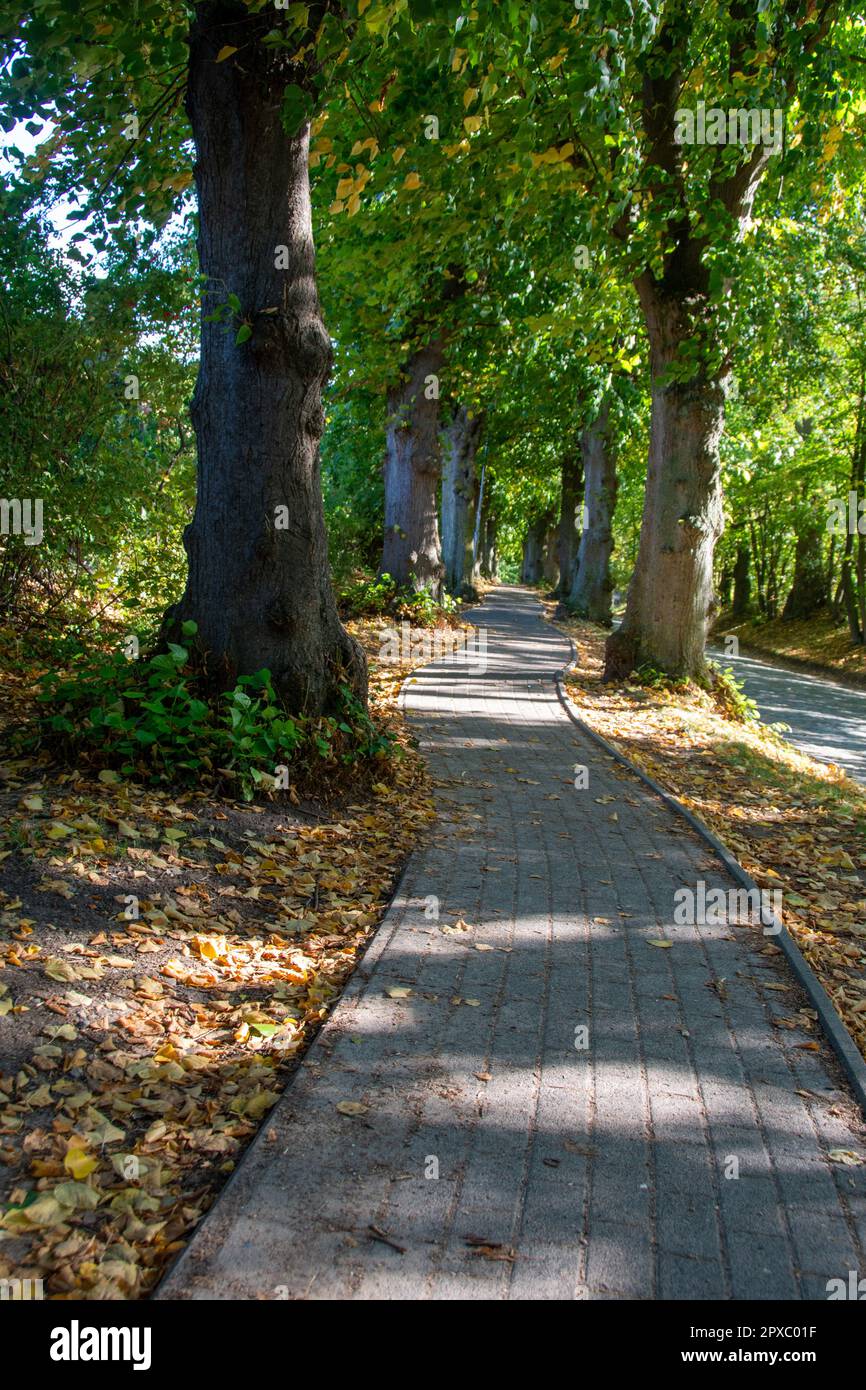 Paved path between green trees by sunshine Stock Photo - Alamy