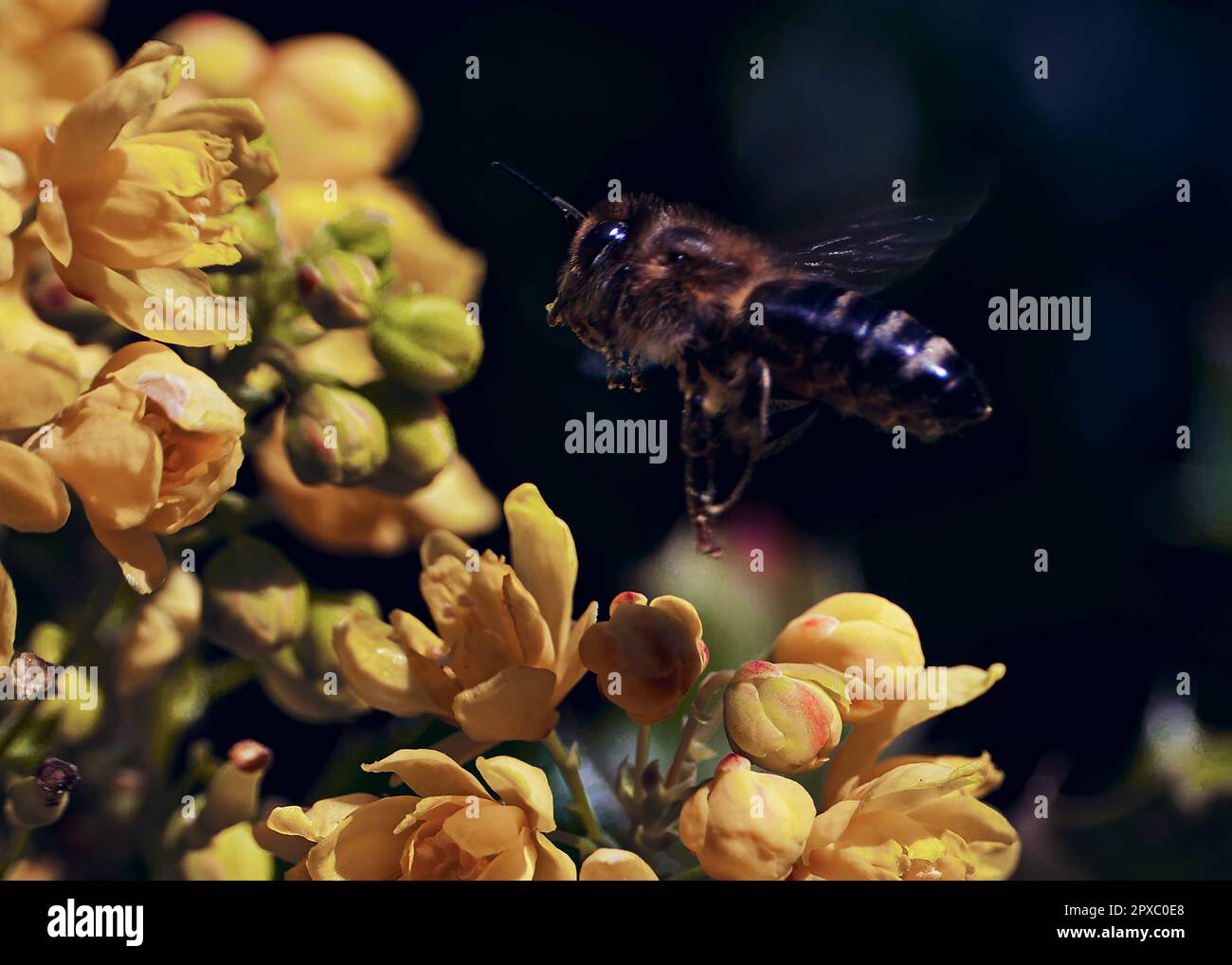 Macro photo of a flying honey bee collecting honey from a flower Stock ...