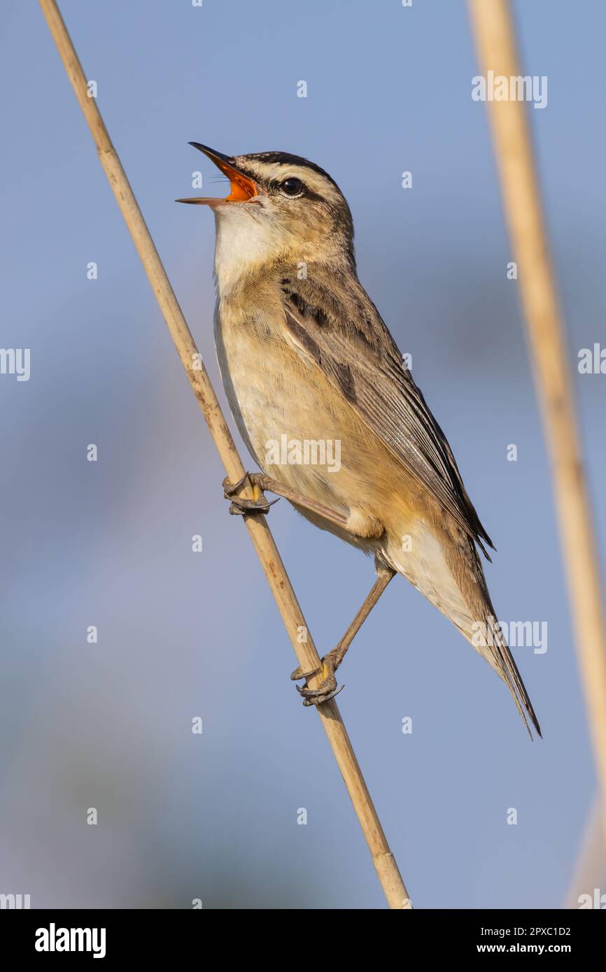 Sedge Warbler singing while clinging onto a reed stem Stock Photo - Alamy
