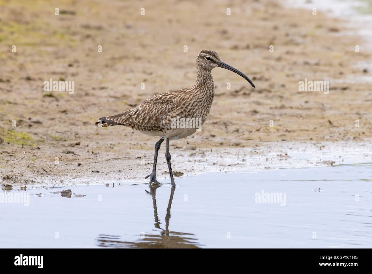 Waters edge wildlife hi-res stock photography and images - Alamy
