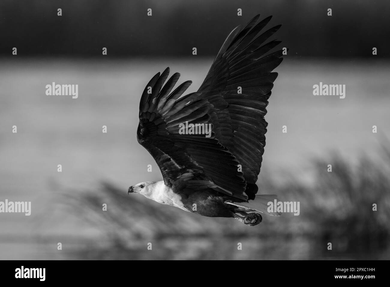 Mono African fish eagle flies lifting wings Stock Photo - Alamy