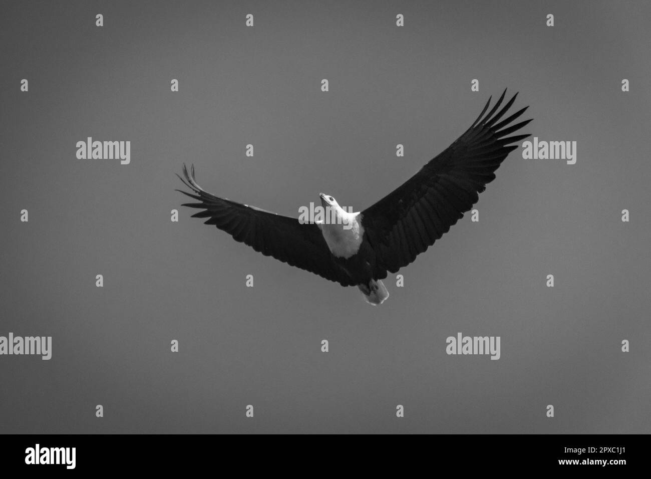 Mono African fish eagle glides through sky Stock Photo - Alamy