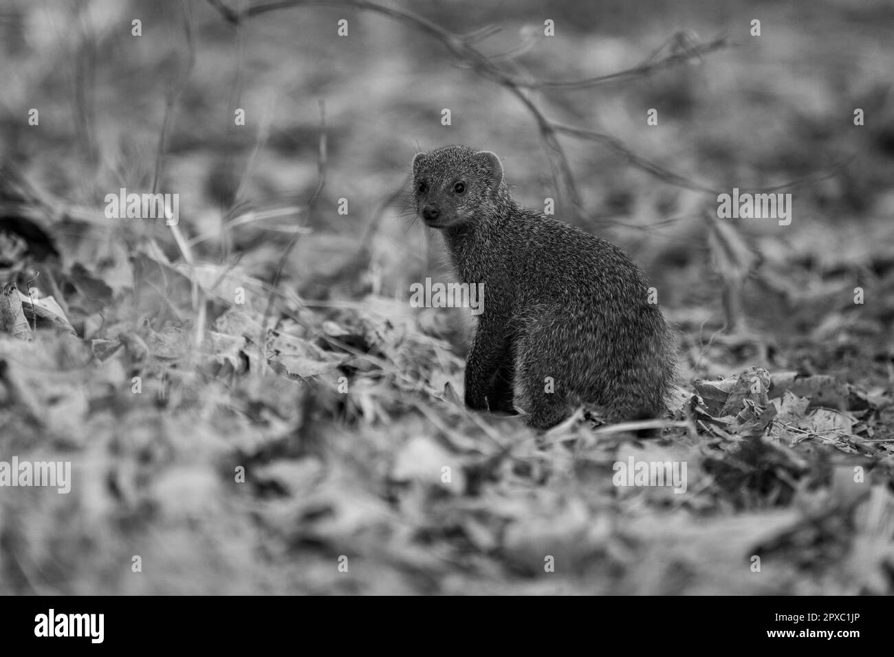 Muchenje safari lodge hi-res stock photography and images - Alamy