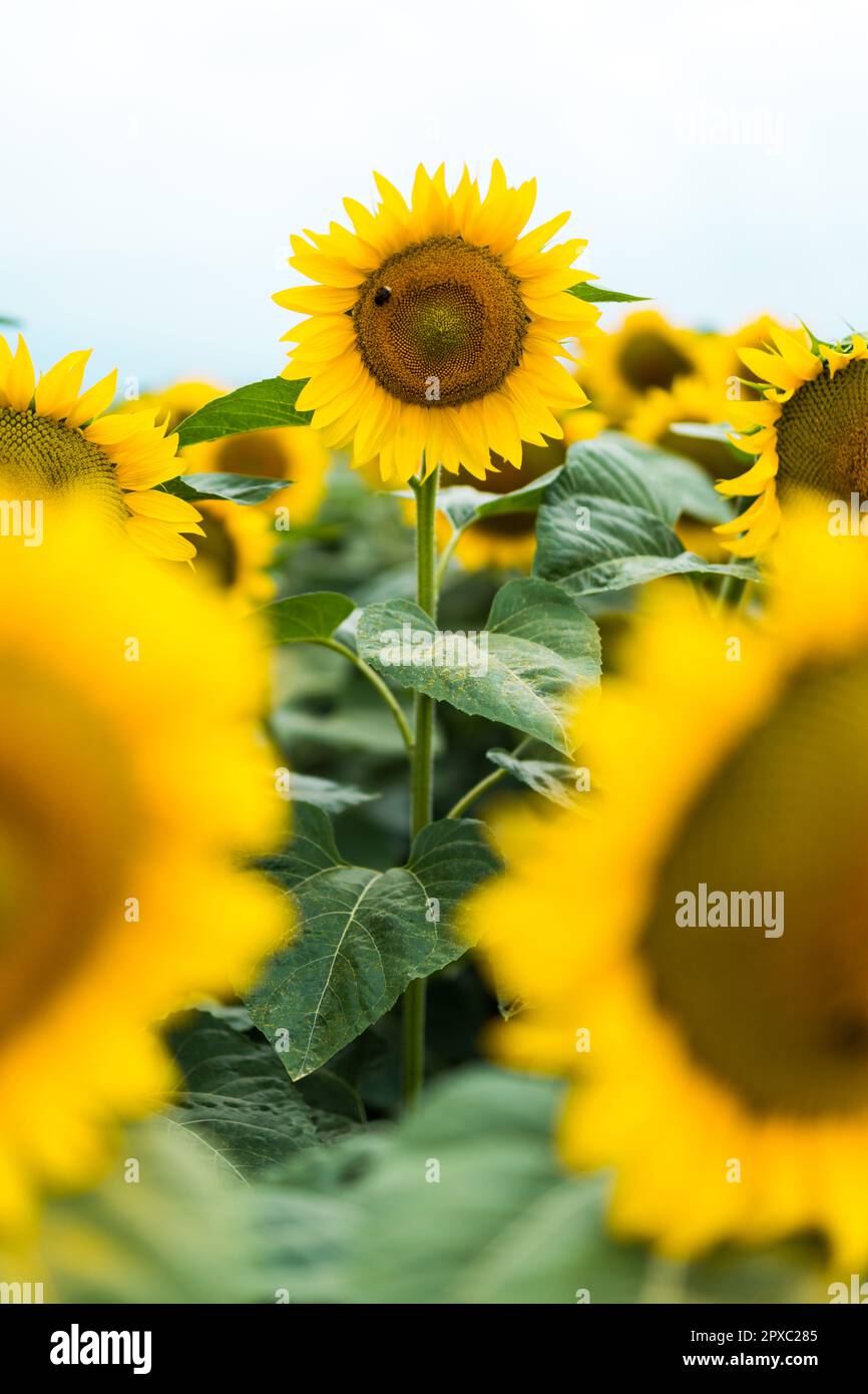 Standing out from the crowd concept. Wonderful panoramic view of field ...