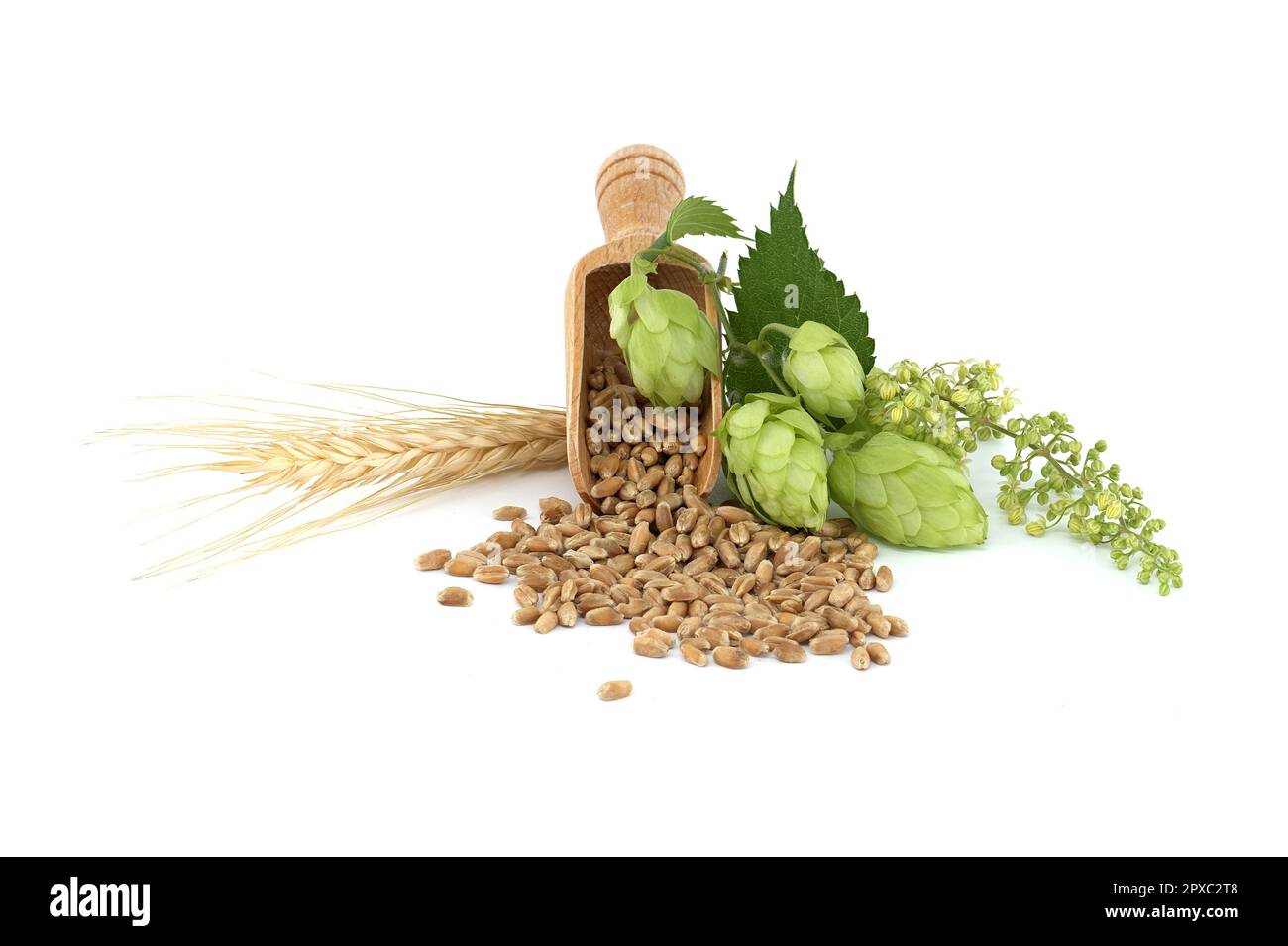 Sprig of green hops and hop flowers near to wheat grain seeds spilling ...