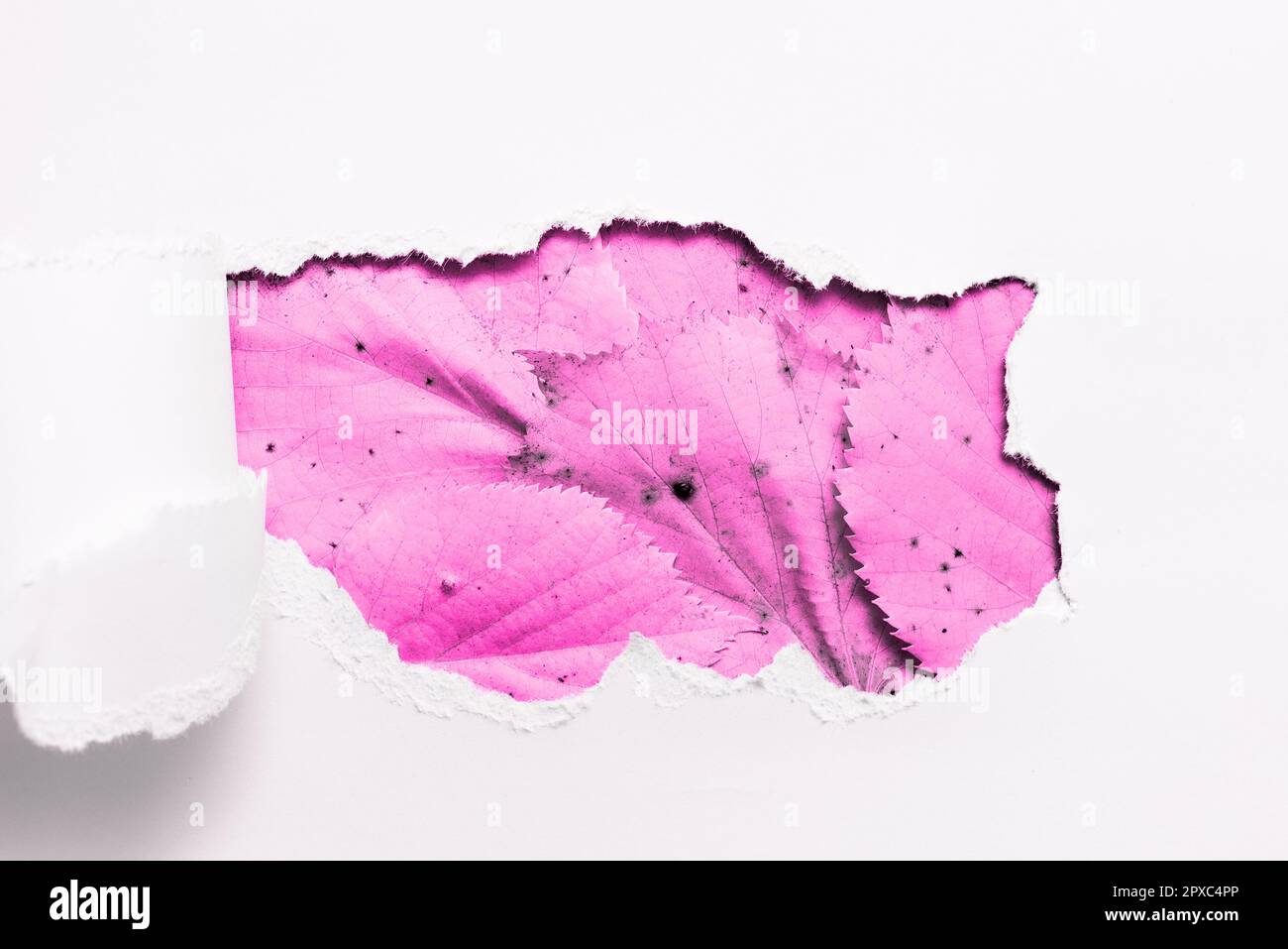 Important Information Written Under Ripped Piece Of Paper. New Ideas ...