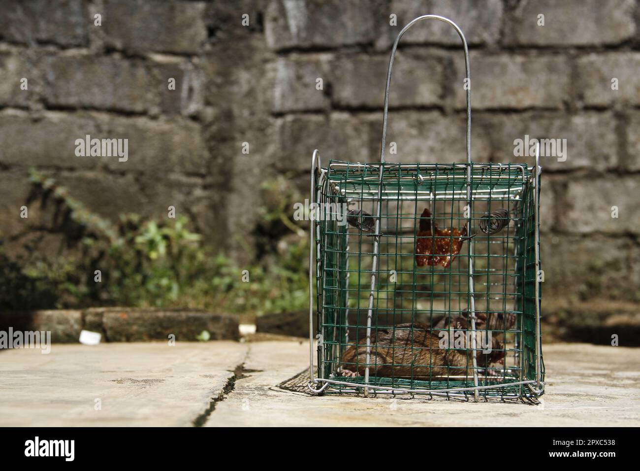 A mouse caught in a trap Stock Photo - Alamy