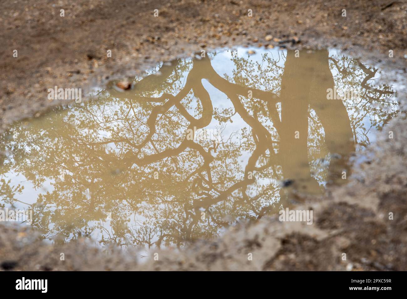 Reflection of a Tree in a Mud Puddle, picture taken in Paris, France ...