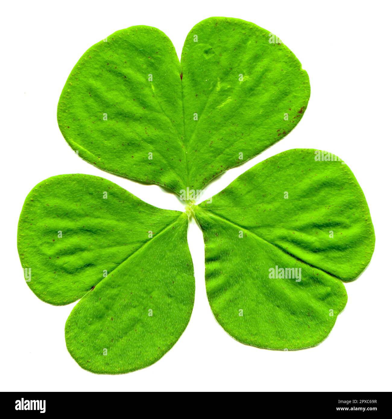 Fresh green three leaf clover leaves freshly plucked from branch ...