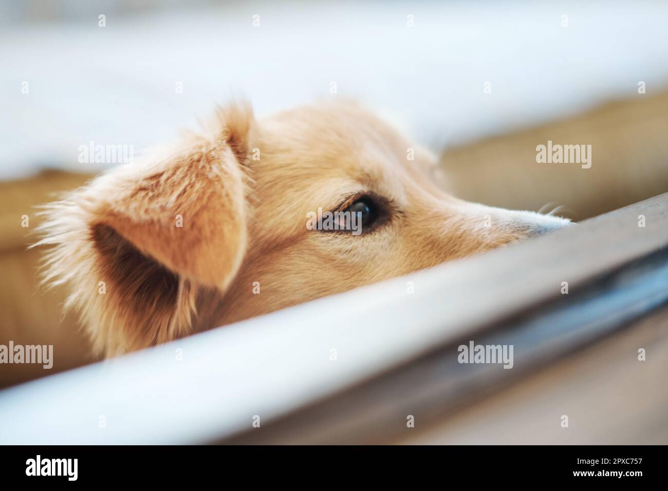Are those snacks on the table. an adorable dog looking over the table ...