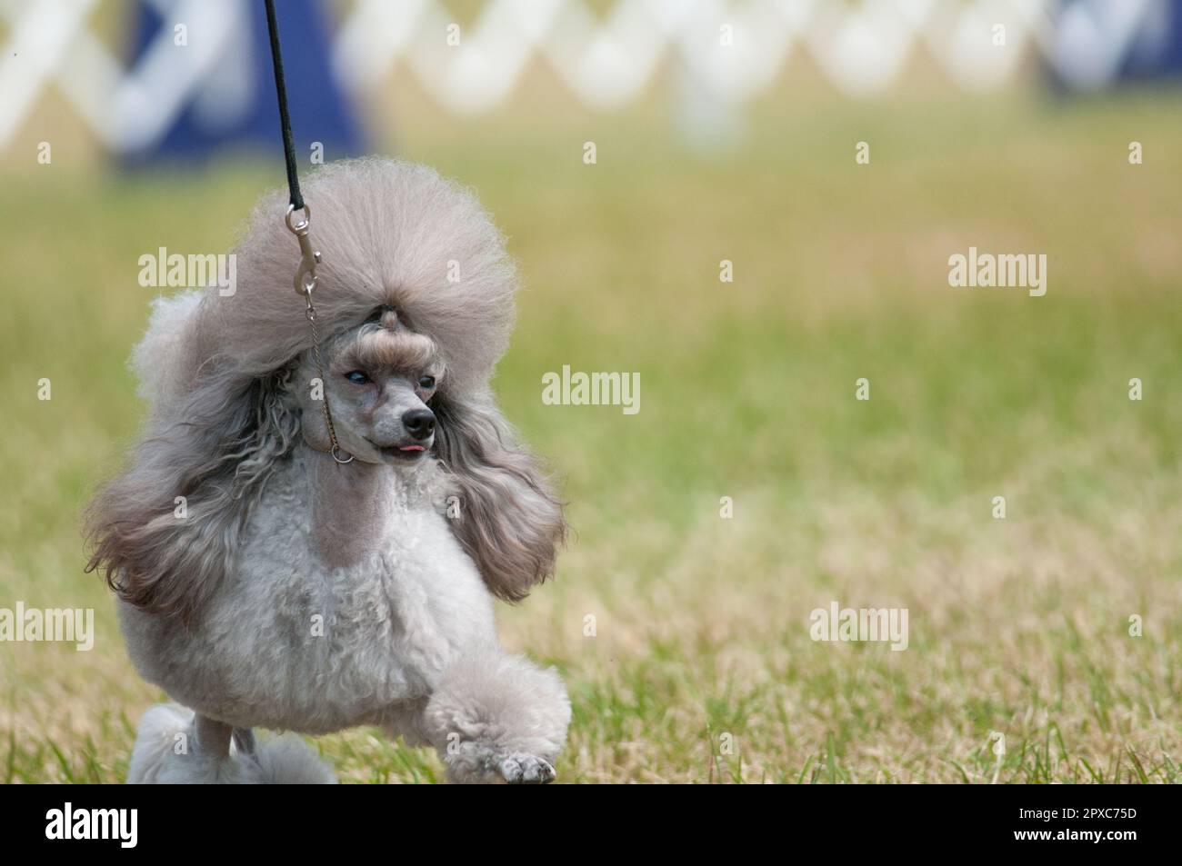 Miniature Poodle walking towards camera outside Stock Photo - Alamy