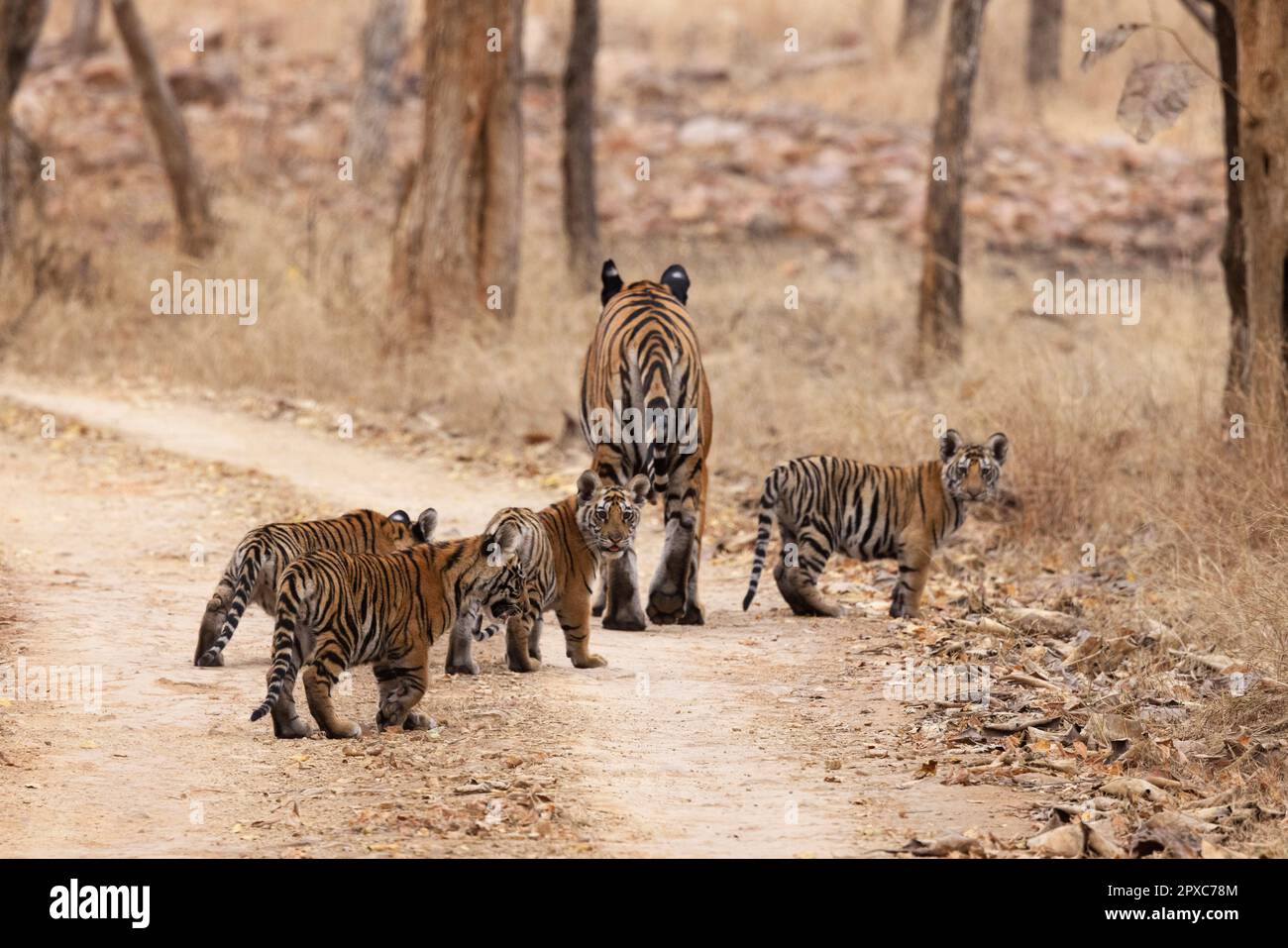 Female bengal tigress aggressive hi-res stock photography and images ...