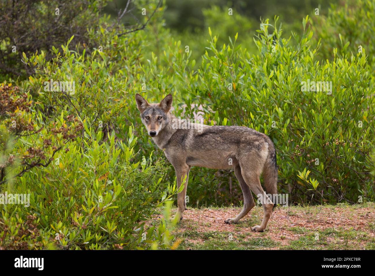 Indian Wolf, Canis lupus pallipes, female, Karnataka, India Stock Photo ...