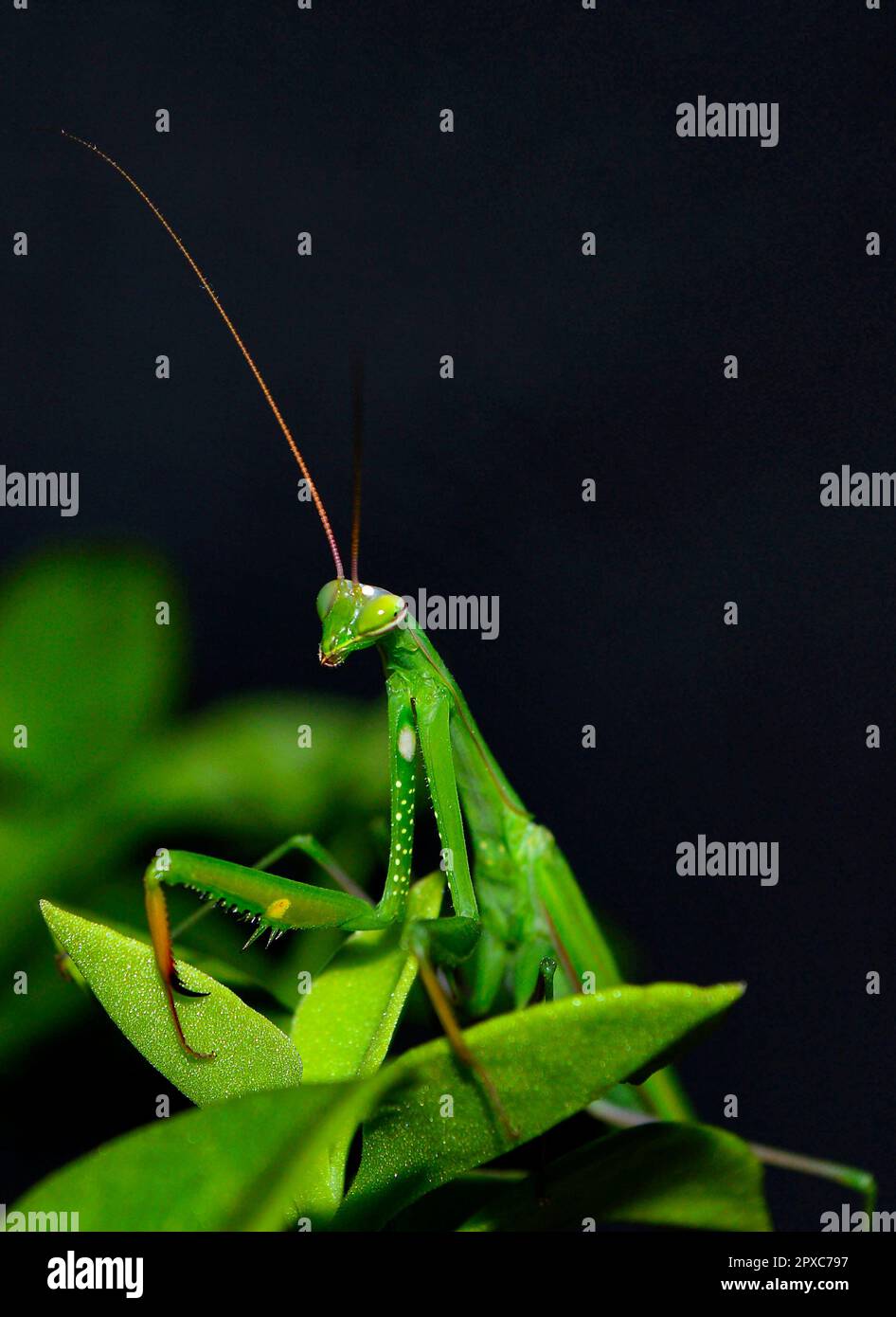 Green mantis on tree branch, statilia maculata, Satara, Maharashtra ...