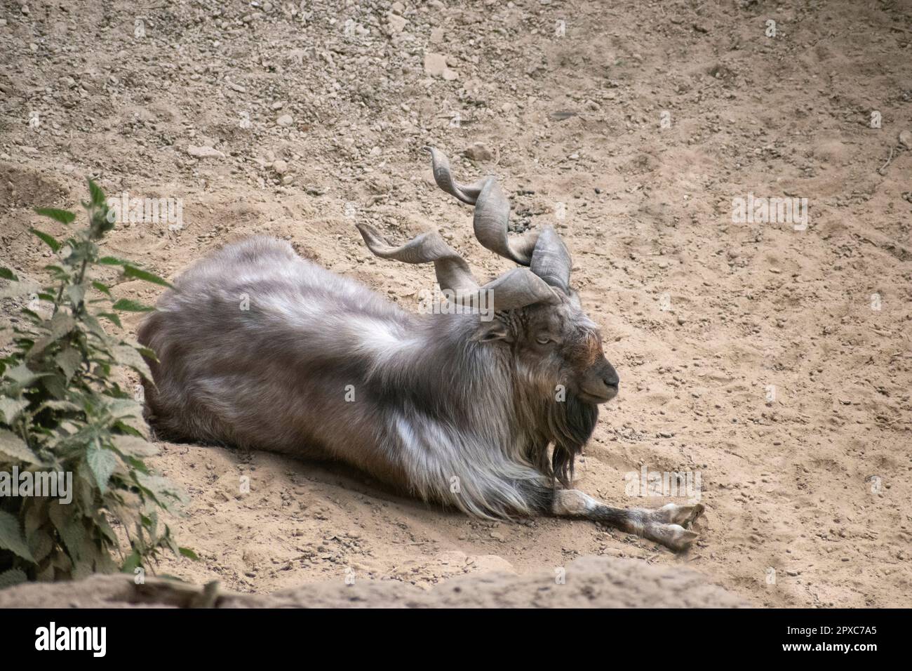 The Bukharan markhor, or Tadjik markhor is an endangered goat-antelope, native to Tajikistan ...