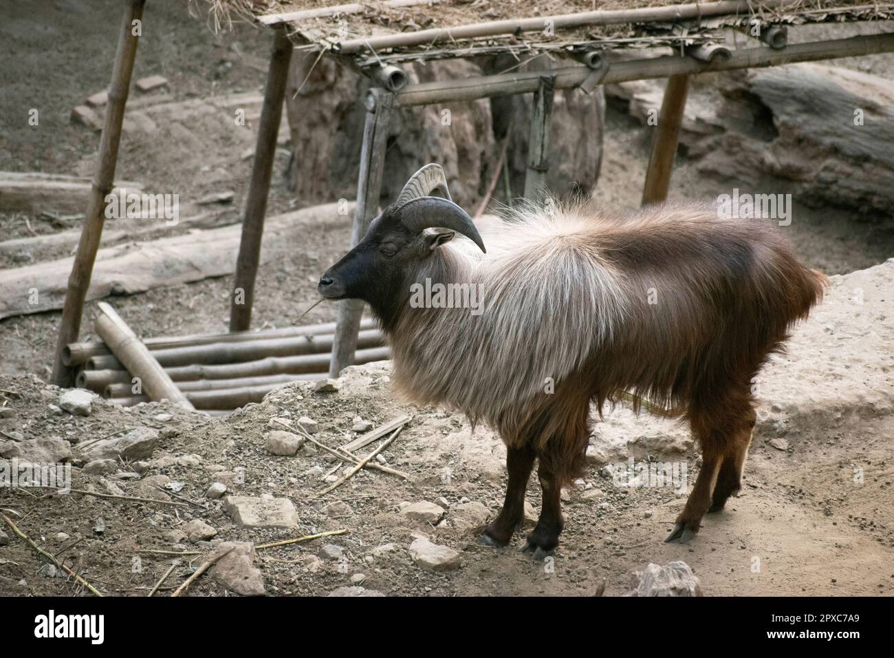 The Himalayan tahr, Hemitragus jemlahicus isHimalayas in southern Tibet ...