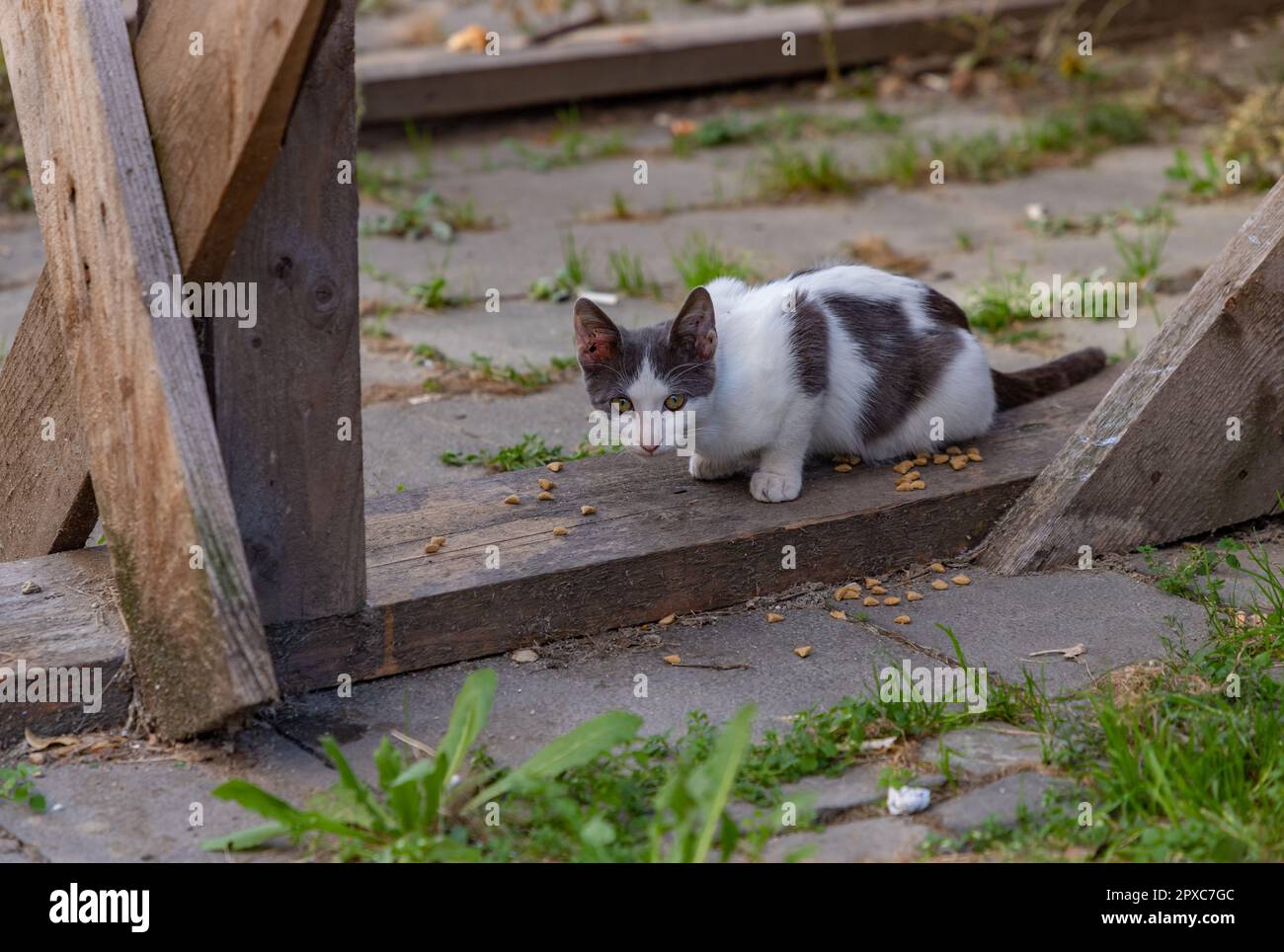 Cute stray cat in hi-res stock photography and images - Alamy