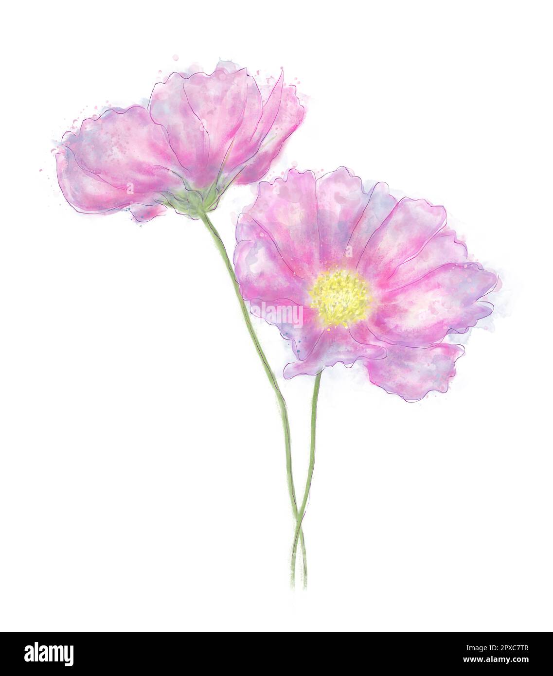 Watercolor cosmos flower hi-res stock photography and images - Alamy