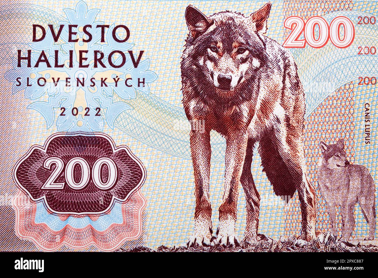 Gray wolf a portrait from money Stock Photo - Alamy