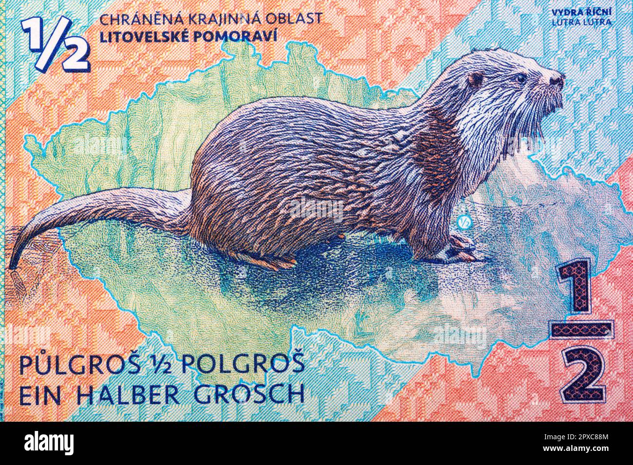 Eurasian otter a portrait from money Stock Photo - Alamy