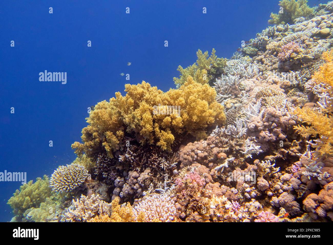 Colorful, picturesque coral reef at bottom of tropical sea, yellow ...
