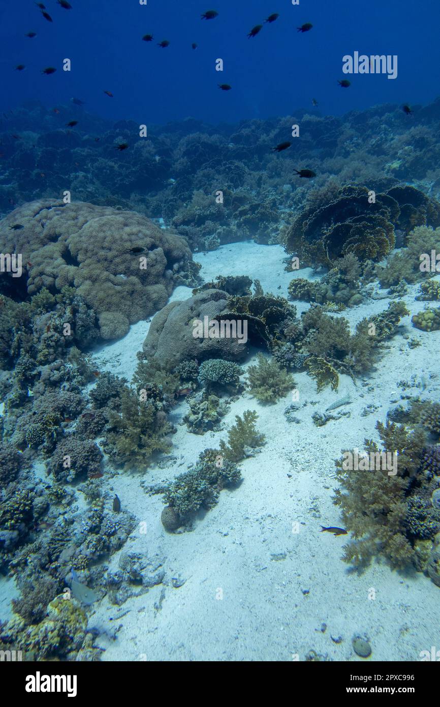 Coral reef at the bottom of tropical sea, hard and soft corals at great ...