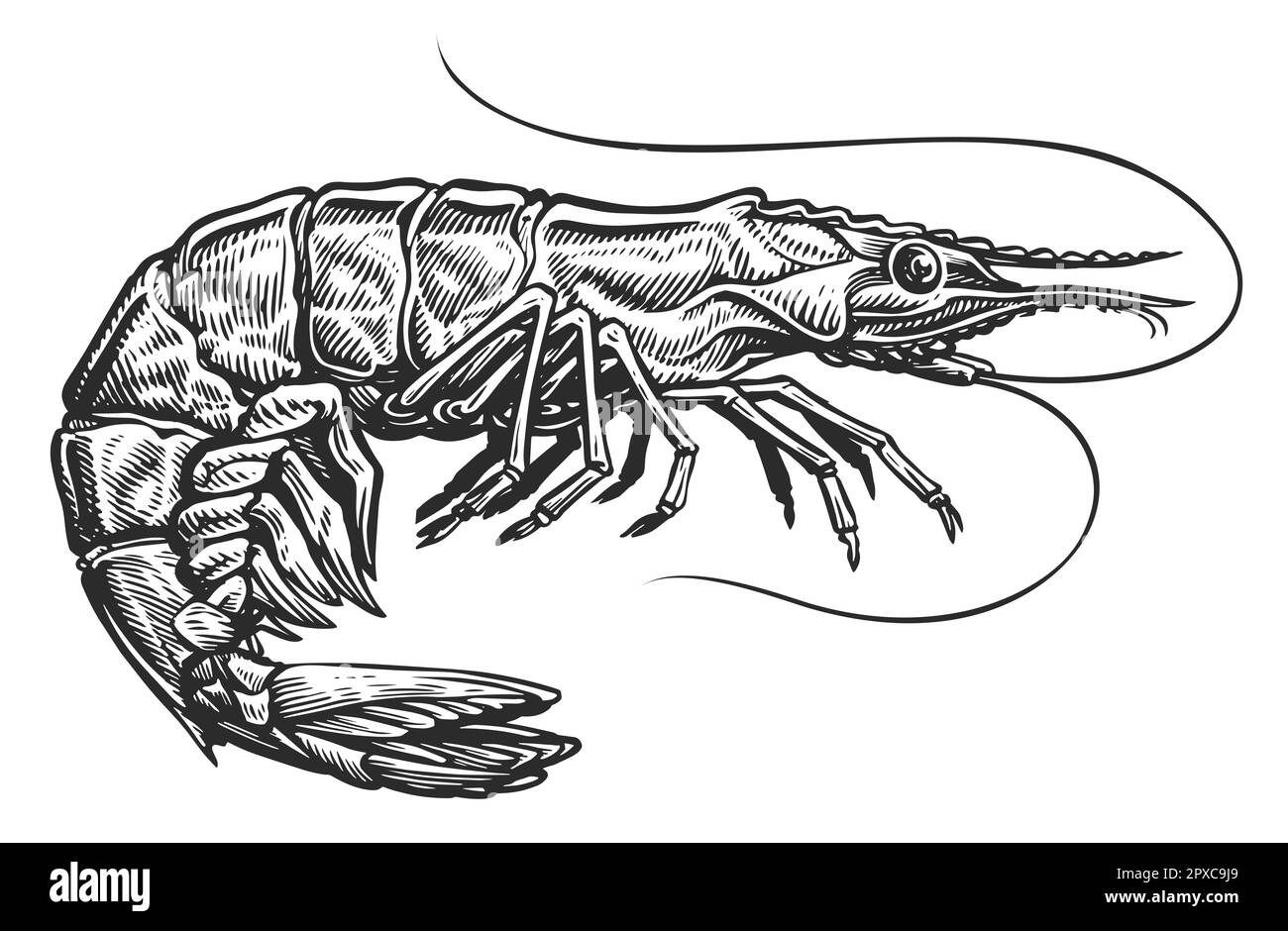 Shrimp sketch. Sea animal in vintage engraving style. Whole prawn ...