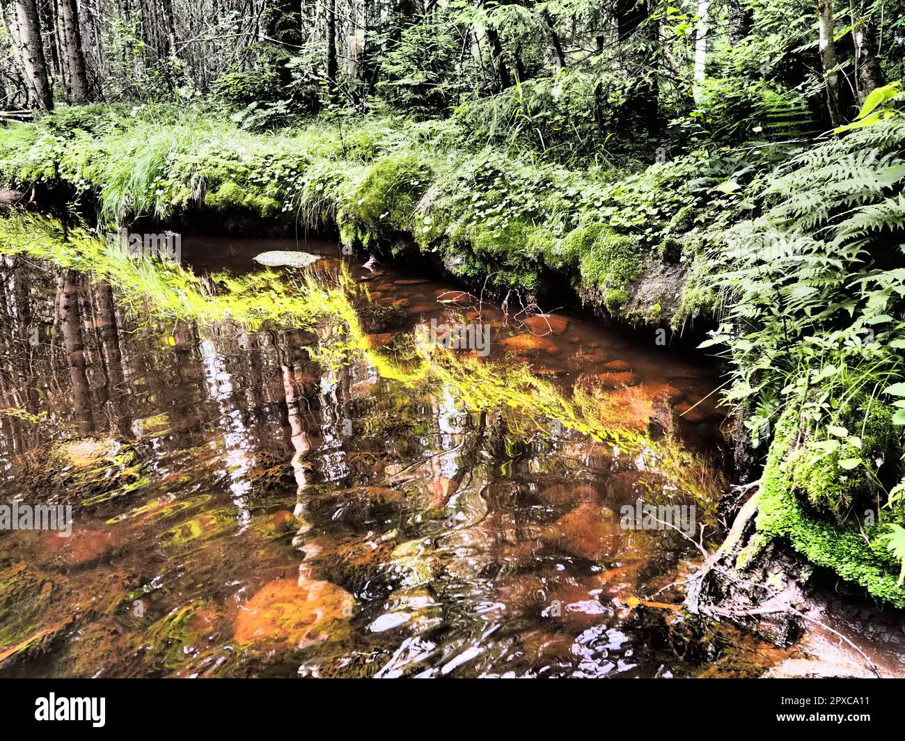 Taiga biome dominated by coniferous forests. Picea spruce, coniferous ...