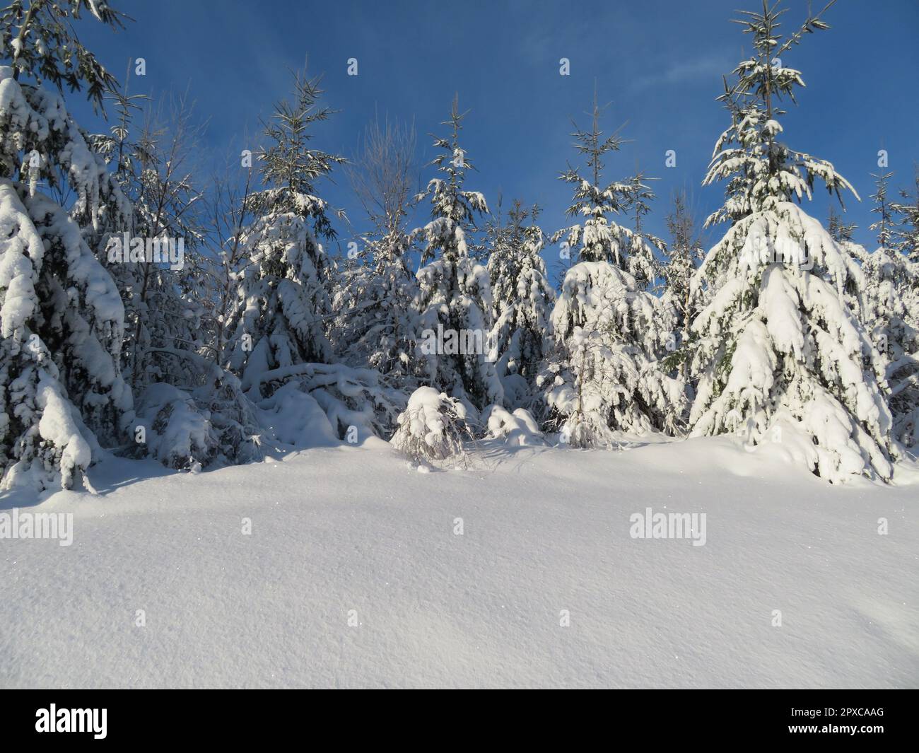 snow white cold winter beautiful ice cream trees landscape Stock Photo ...