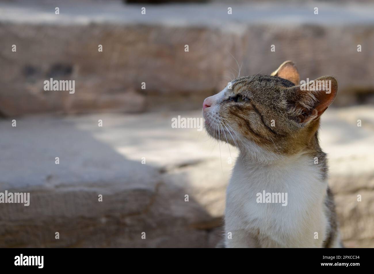 Ancient egyptian woman eyes hi-res stock photography and images - Alamy