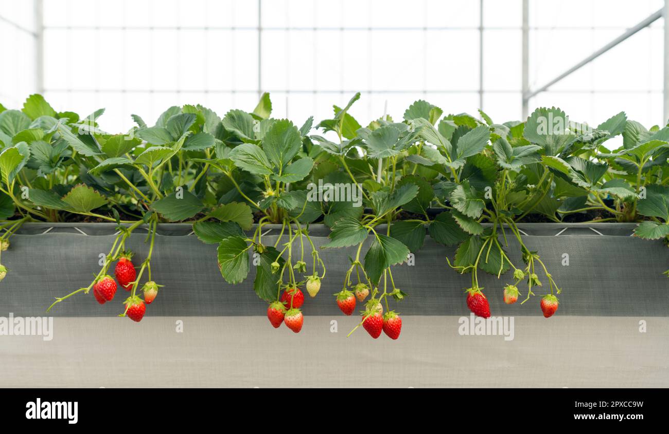 Japanese Strawberry Farm