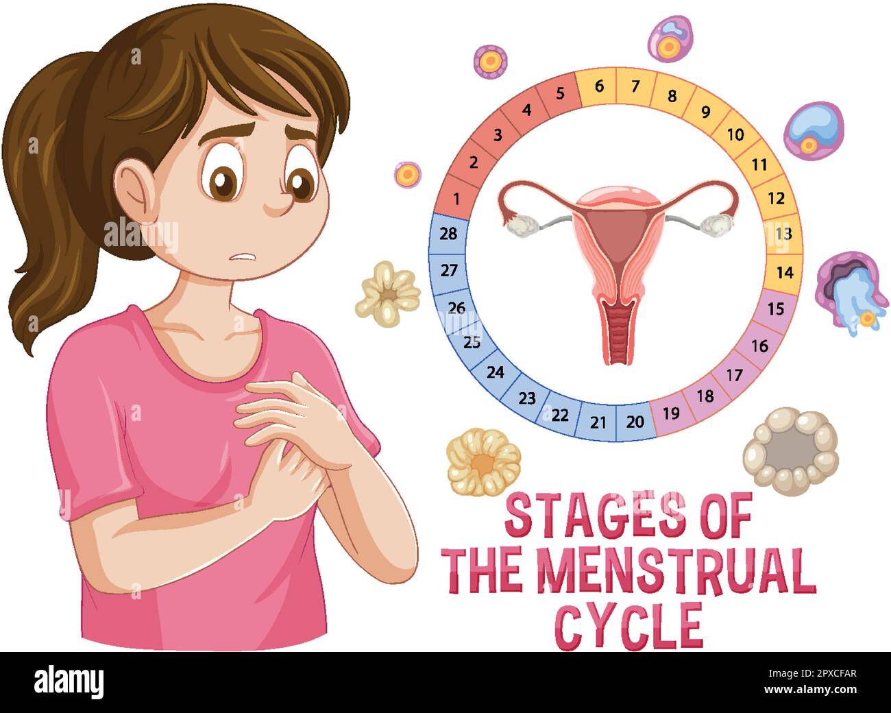 Stages Of The Menstrual Cycle Illustration Stock Vector Image And Art Alamy
