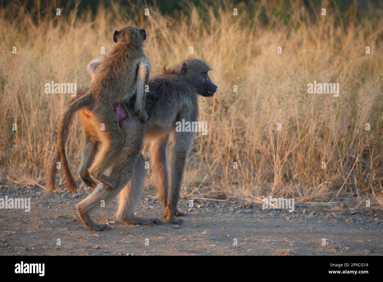 Mating display baboon hi-res stock photography and images - Alamy