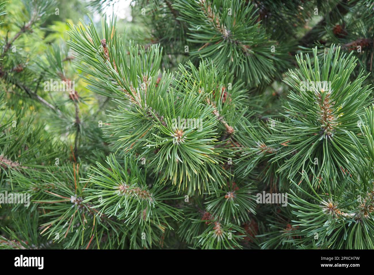 Pine branches at the golden hour in the evening. Pinus pine, a genus of ...