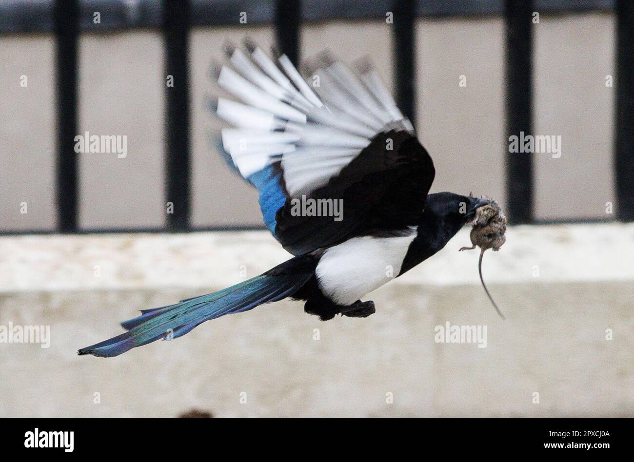 London, UK. 2nd May, 2023. A magpie picks up a mouse in Downing Street ...
