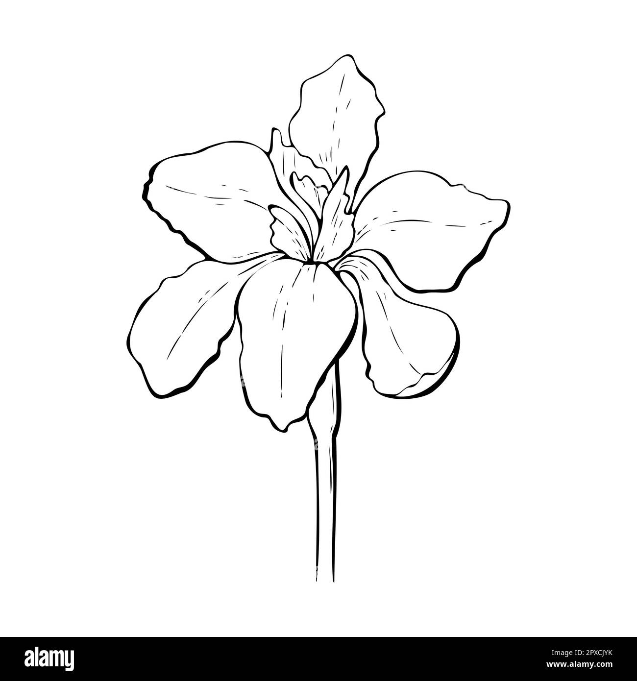 Iris flower contour hand drawn, outline. Isolated. Vector illustration ...