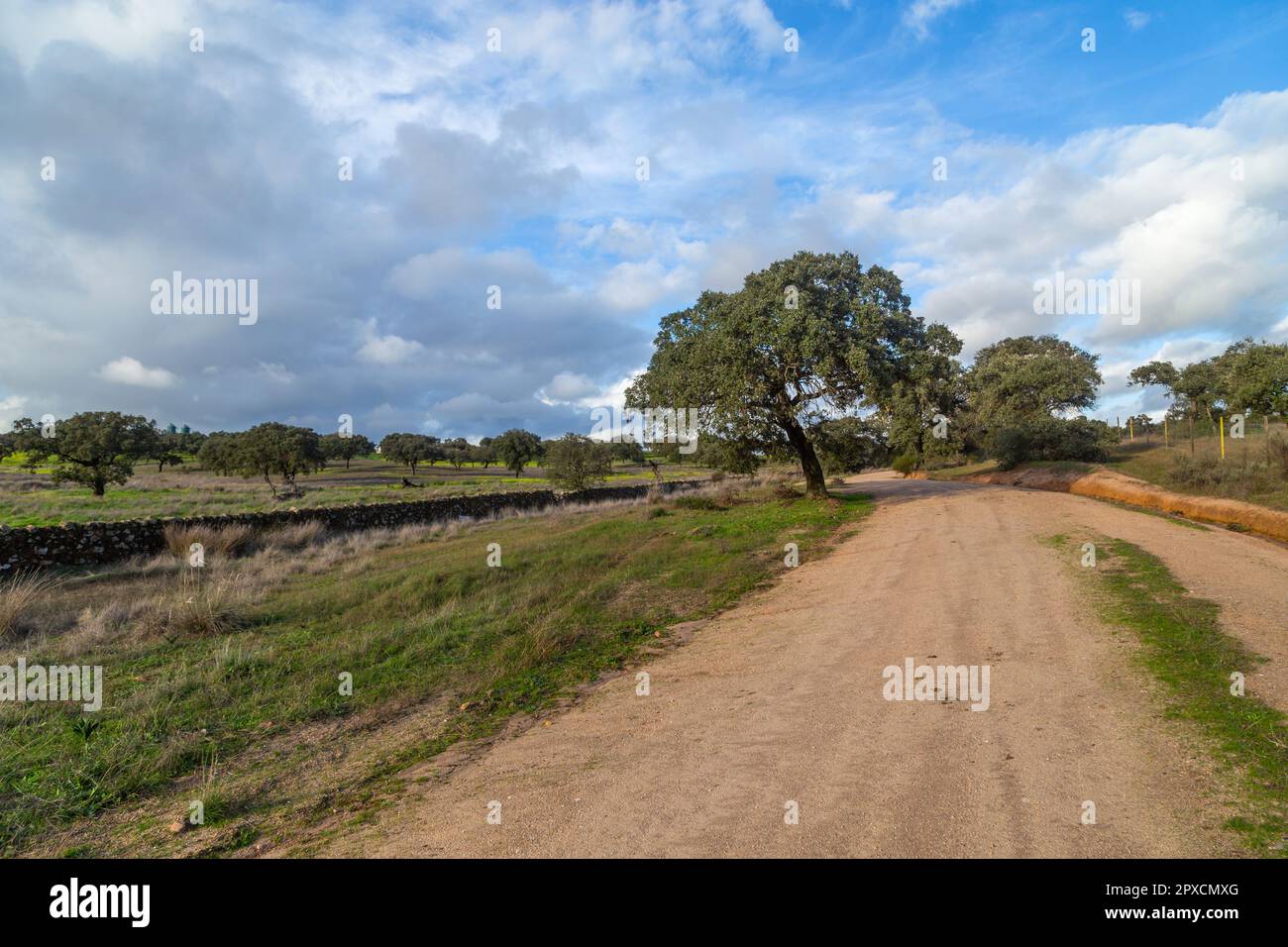 Cork oak trees (Quercus suber) in the landscape, Extremadura, Spain ...