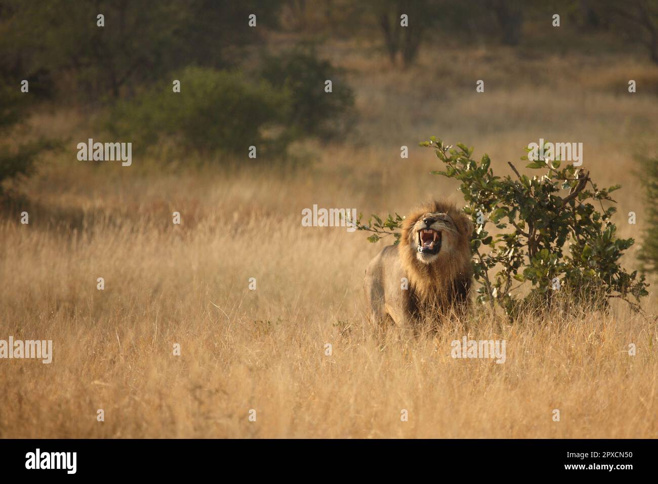 Afrikanischer Löwe / African lion / Panthera leo Stock Photo - Alamy
