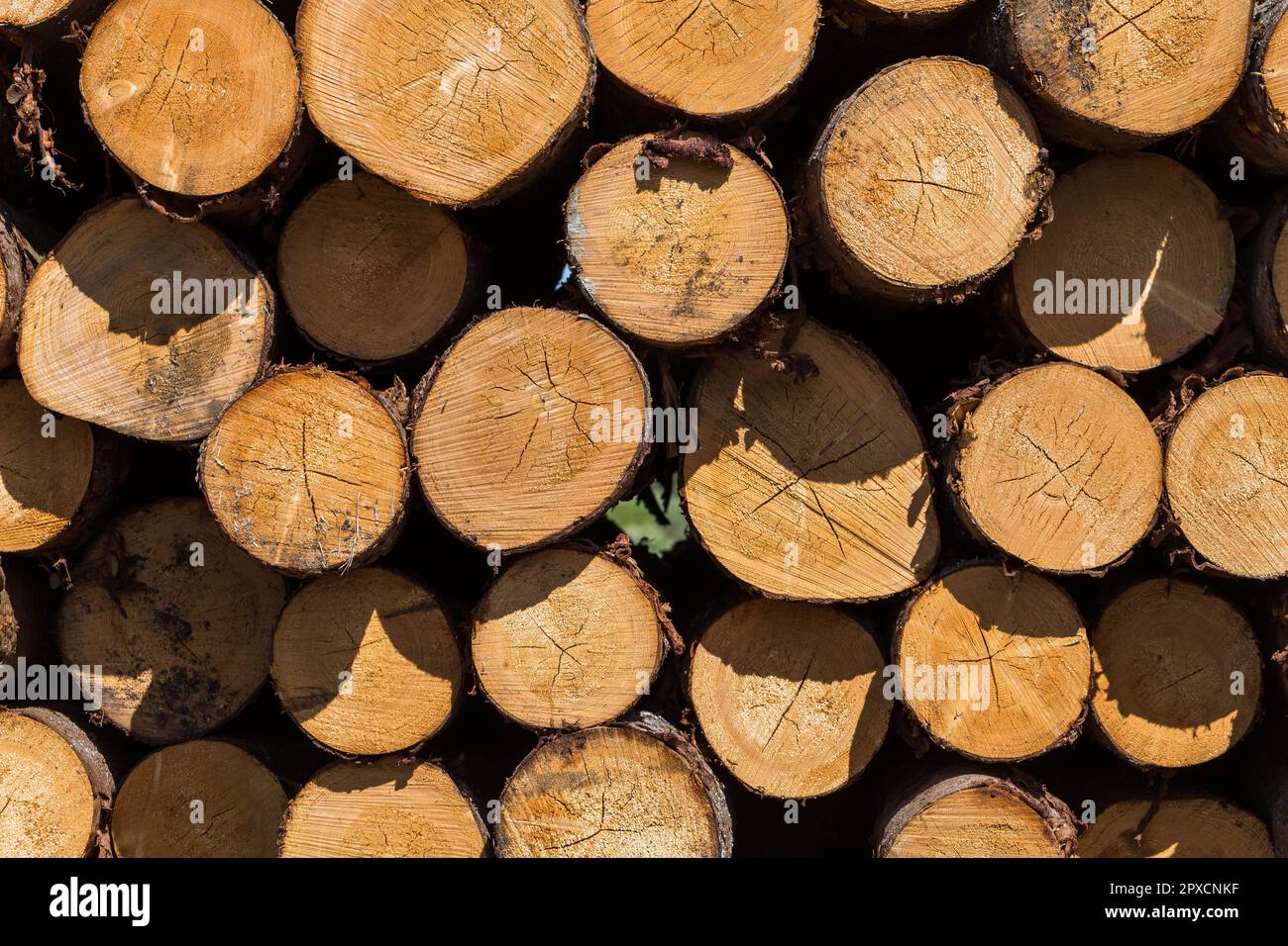 Teak log forest hi-res stock photography and images - Alamy