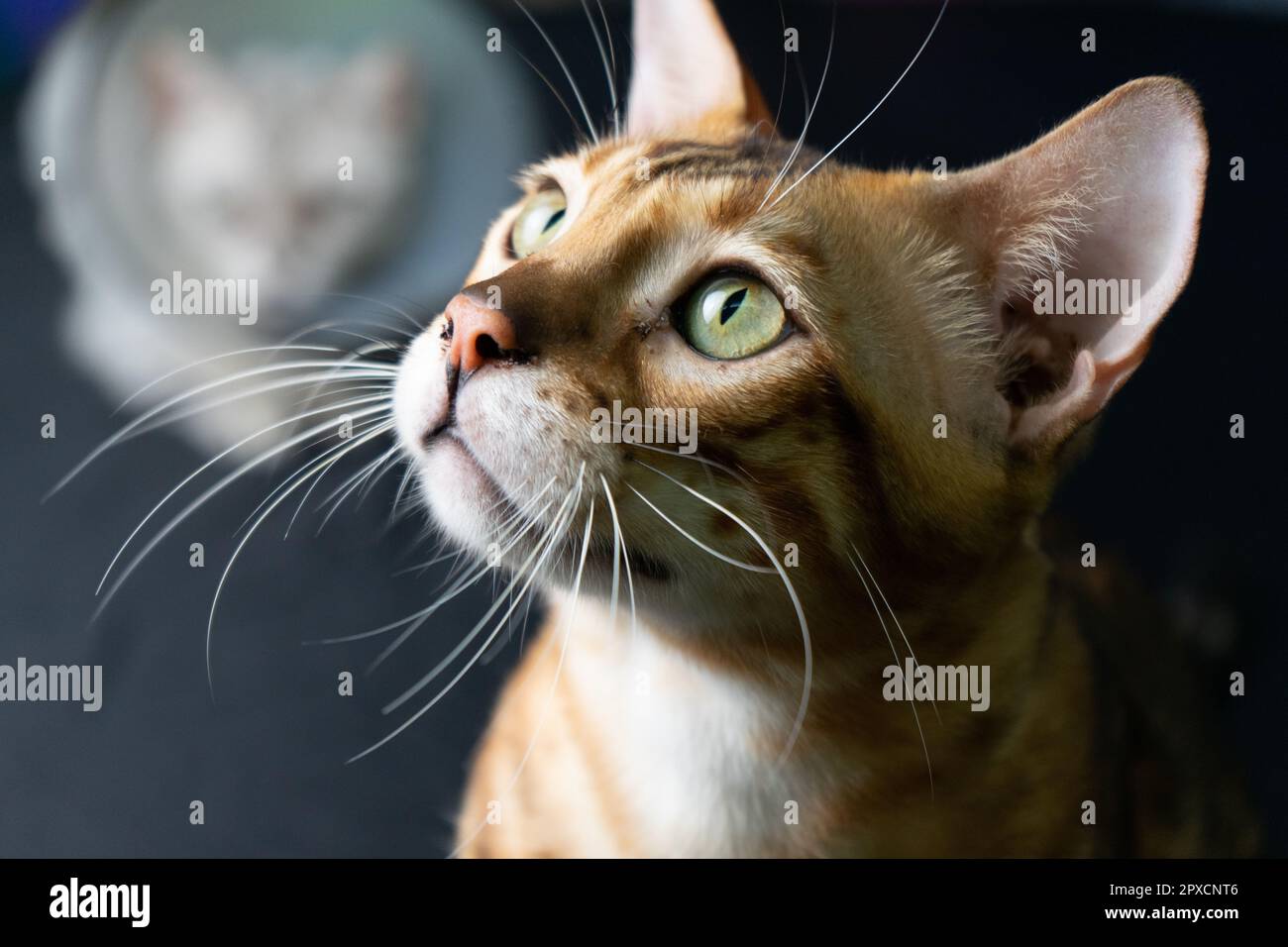 Cats or feline make good house pets as they are very clean. They are ...