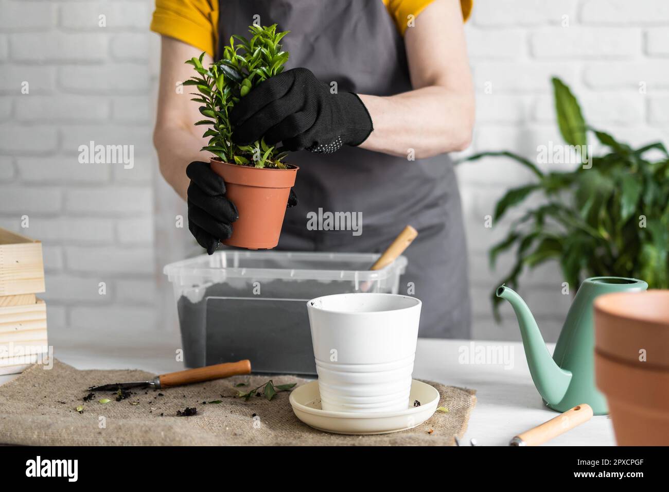 Spring Houseplant Care, repotting houseplants. Waking Up Indoor Plants ...
