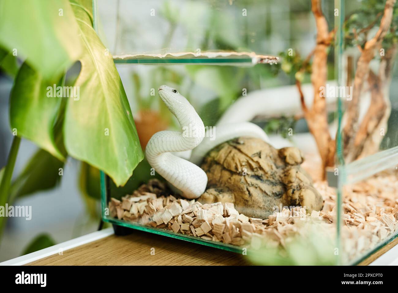 White rat snake groveling along transparent glass terrarium with ...