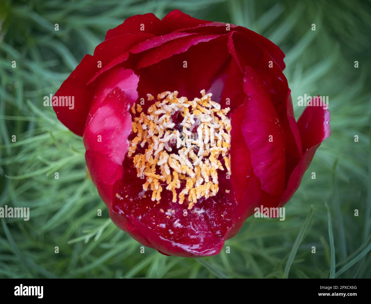 Showstopper flower hi-res stock photography and images - Alamy
