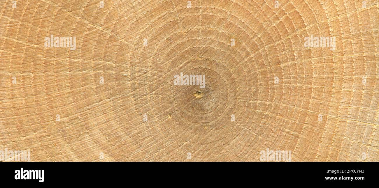 Wood grain texture, oak wood log, isolated on black background Stock ...