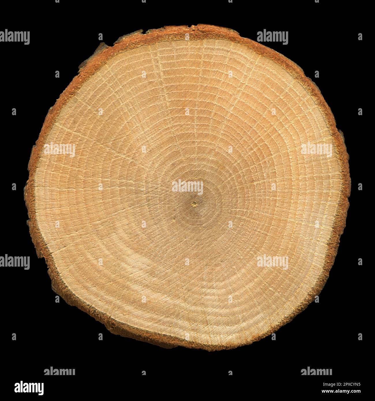 Wood grain texture, oak wood log, isolated on black background Stock ...