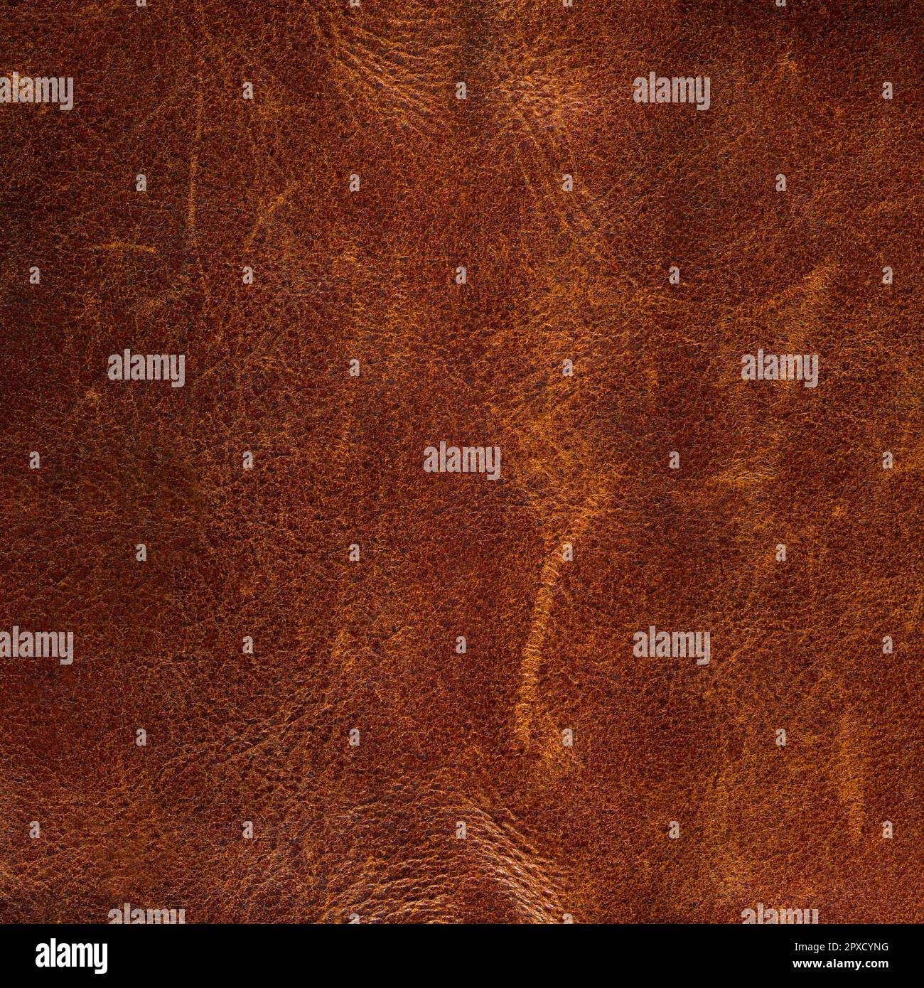 Genuine cowhide texture close up, useful as background for any design ...