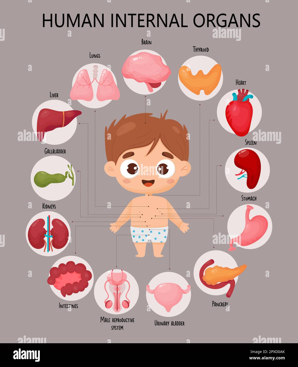 Internal Male Organs Diagram